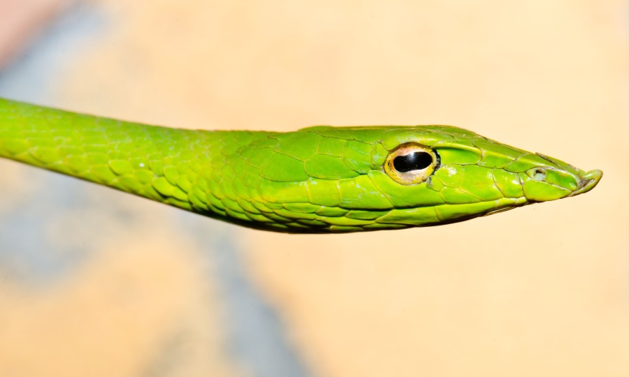 ハナナガムチヘビ|爬虫類図鑑